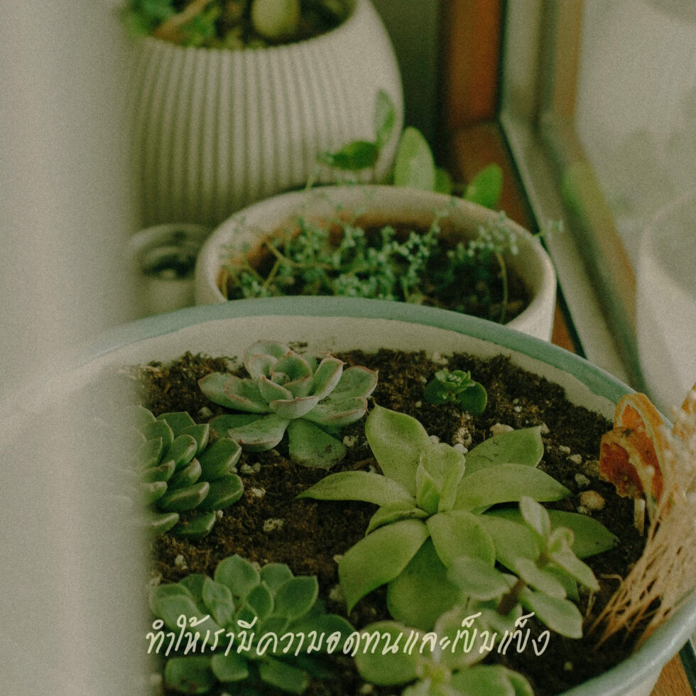 The Power of God's Word - Mustard Seed